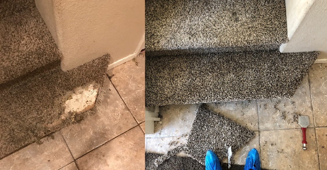 Professional Carpet, Tile & Grout,Upholstery Cleaning Services | Green ...